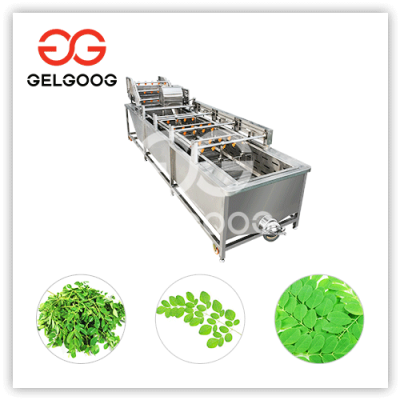 Lavadora De Hojas De Moringa Procesamiento De Hojas De Moringa